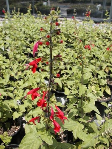 Salvia coccinea | Salvia coccinea 'Hummingbird' | Hummingbird Sage ...