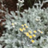 Tanacetum densum ssp. amani | Tanacetum 'Beth Chatto' | Tanacetum ...
