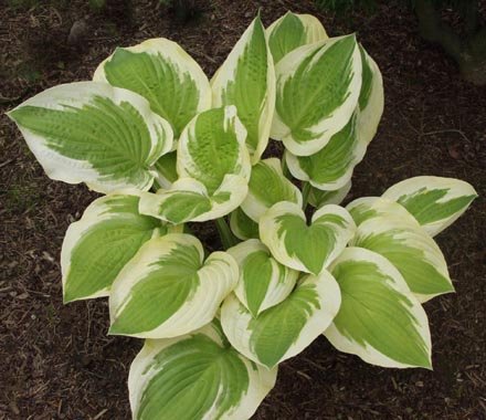 Hosta 'Sea Beacon' | | plant lust
