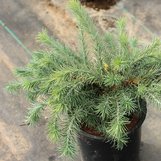 Larix kaempferi 'Blue Dwarf' | Blue Dwarf Japanese Larch | plant lust