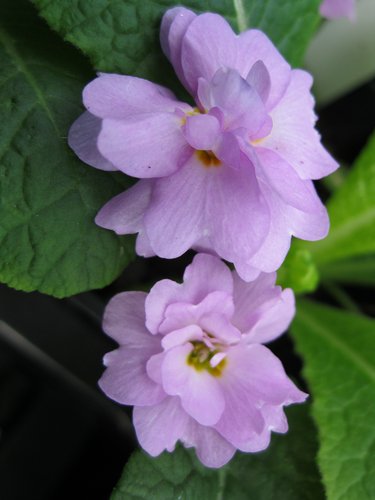 Primula vulgaris 'Lilacina Plena' | Primula vulgaris 'Double Lilac ...