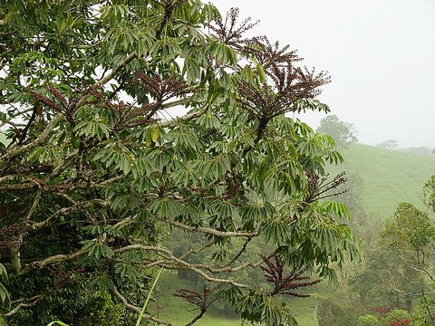Schefflera digitata | Patete Seven-Finger | Seven Finger | Seven-finger ...