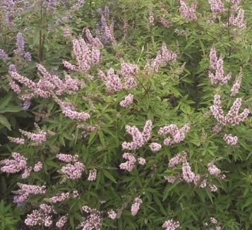 Vitex Pink Pinnacle™ PP27374 | Pink Pinnacle™ Dwarf Chaste Tree | plant ...