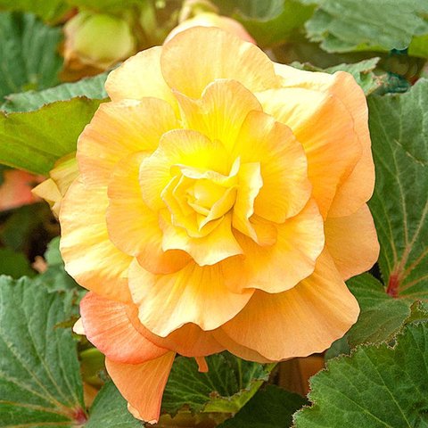 Begonia x tuberhybrida Scentiment® Sunrise PP12808 | Begonia x ...