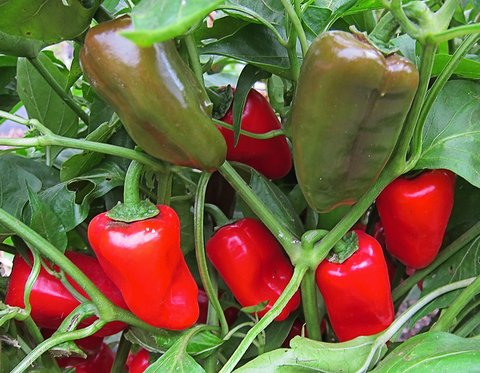 Lunchbox Red Pepper | Capsicum annuum 'WT2450' | plant lust