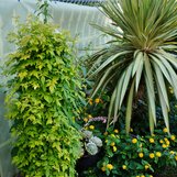 Jasminum officinale Fiona Sunrise | Jasminum officinale 'Fiona Sunrise ...