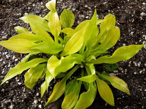 Hosta 'Little Stiffy' | | plant lust