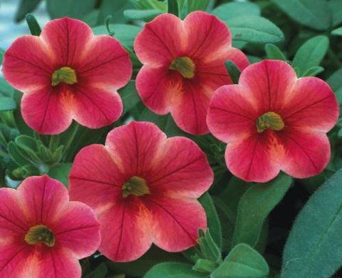 Calibrachoa Callie Painted Coral PP19256 | Calibrachoa 'Callie Painted ...