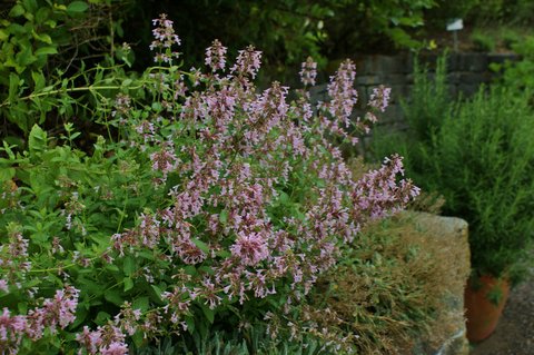 Nepeta cataria var. citriodora | Nepeta cataria 'Citriodora' | Nepeta x ...