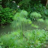 Cyperus papyrus | Cyperus 'Giant Egyptian' | Cyperus papyrus 'Giganteus ...