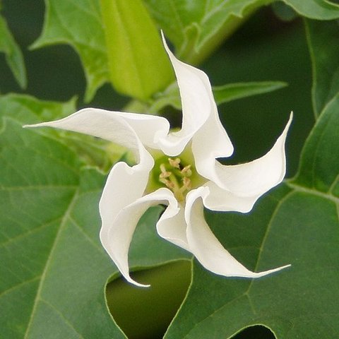 Datura stramonium | Common Thorn Apple | Jimson Weed | plant lust