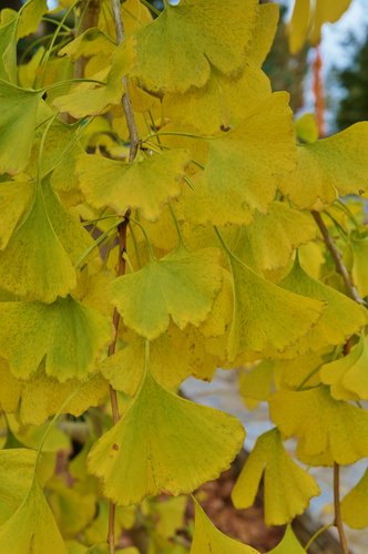 Ginkgo biloba 'Ross Moore' | Ross Moore Weeping Maidenhair Tree | plant ...
