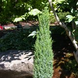 Juniperus communis 'Compressa' | Common Juniper | plant lust