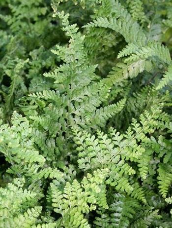 Microlepia strigosa | Dennstaedtia strigosa | Microlepia speluncae ...