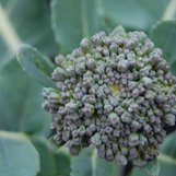 Packman Broccoli | Brassica italica 'Packman' | plant lust