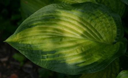 Hosta 'Paul's Glory' | Hosta 'Pauls Glory' | Paul's Glory Plantain Lily ...