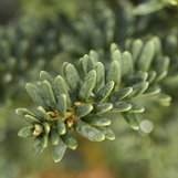 Taxus baccata 'Fowle's Dwarf' | Fowle English Yew | plant lust