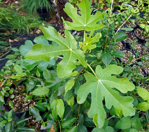 Ficus carica 'Little Ruby' | Dwarf Hardy Red Fig | plant lust