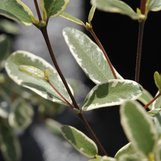 Eucryphia lucida 'Spring Glow' | Eucryphia lucida 'Spring Cream ...