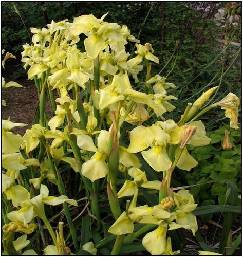 Moraea alticola | plant lust