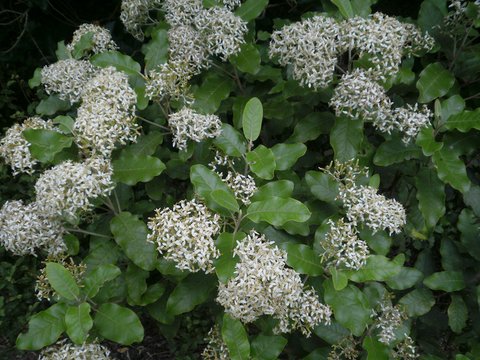 Olearia albida | Tanguru | Tree Daisy | plant lust