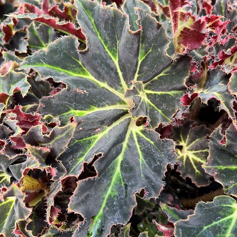 Begonia 'Evy' PPAF | | plant lust