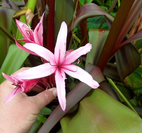 Crinum 'Sangria' | Crinum 'Sangria' | Sangria Lily | plant lust