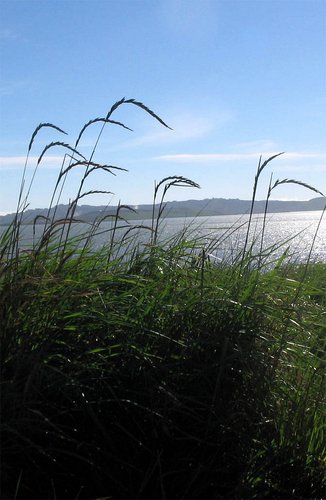 Leymus triticoides | Beardless Wild Rye | Creeping Wild Rye | plant lust