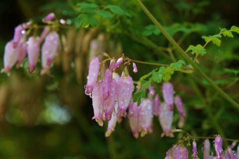 Adlumia fungosa | Allegheny Vine | Climbing Fumitory | Mountain Fringe ...