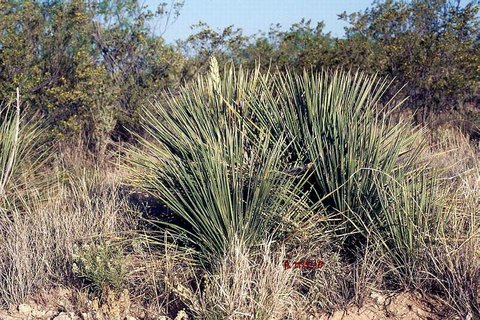 Yucca constricta | | plant lust