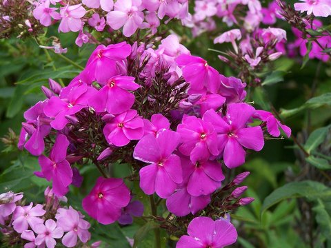 Phlox paniculata 'Russian Violet' | Russian Violet Tall Garden Phlox ...