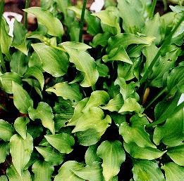 Hosta 'Surfer Girl' | plant lust