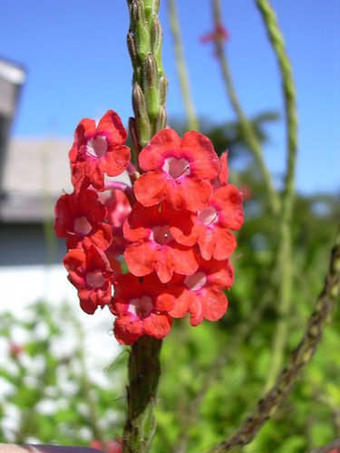 Stachytarpheta mutabilis | Coral Porterweed | Orange Porterweed | Pink ...