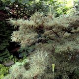 Spider Azalea | Rhododendron macrosepalum 'Linearifolium ...