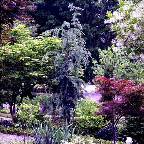 Cedrus libani 'Glauca Pendula' | Weeping Blue Cedar of Lebanon | Weeping Cedar of Lebanon ...