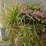 Stenotaphrum secundatum 'Variegatum' | Buffalo Grass | St. Augustine ...