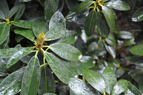 Rhododendron 'Cynthia' | | plant lust