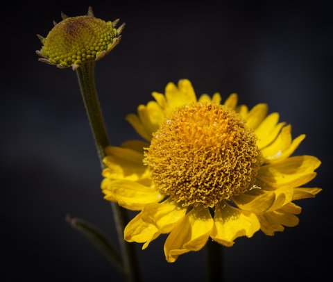 Helenium bigelovii | Bigelow's Sneezeweed | plant lust