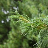Pinus strobus 'Torulosa' | Pinus strobus 'Contorta' | Contorted Eastern ...