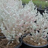 Maireana sedifolia | Kochia sedifolia | Cotton Bush | Pearl Bluebush ...