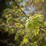 Acer palmatum 'Coonara Pygmy' | Acer palmatum 'Coonera Pygmy' | Coonara ...