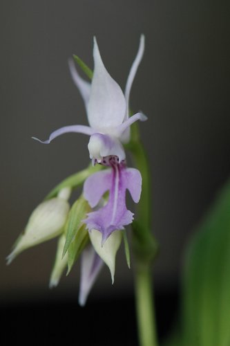 Calanthe reflexa | Hardy Terrestrial Orchid | plant lust