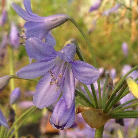 Agapanthus Headbourne Hybrids [blue] | Agapanthus praecox 'Headbourne ...