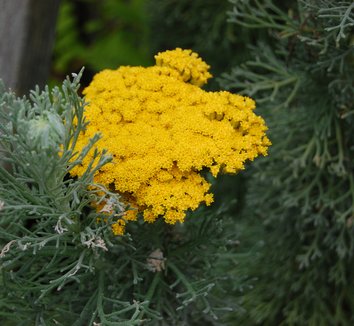 Athanasia from multiple nurseries on Plant Lust