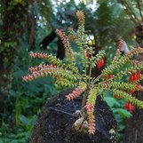Agapetes serpens | Himalayan Lantern | plant lust