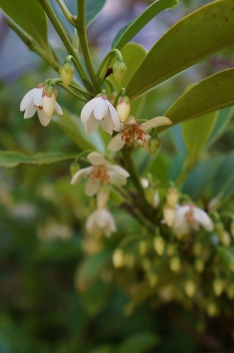 Ternstroemia gymnanthera | Cleyera japonica | Japanese Cleyera ...