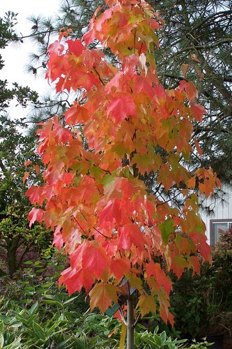 Acer rubrum 'Bowhall' | Bowhall Red Maple | plant lust