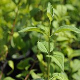 Philadelphus 'Snow Dwarf' | Dwarf Mock Orange | plant lust
