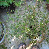 Sophora prostrata 'Little Baby' | | plant lust