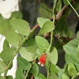 Macleania cordifolia | plant lust